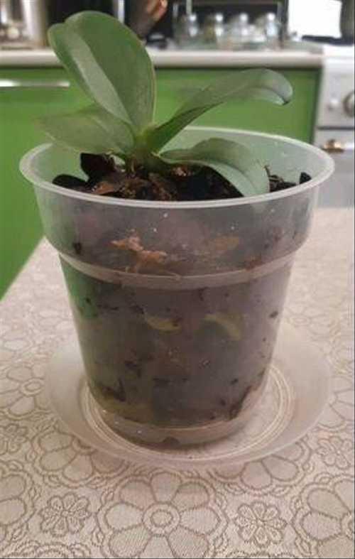 Орхидея фаленопсис (не сортовая)