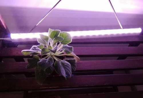 LED лампа для растений