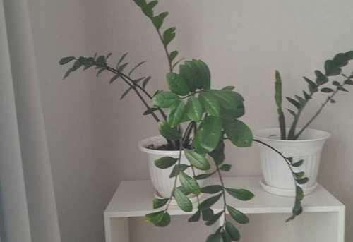 Замиокулькас- комнатное растение