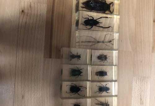 Коллекция насекомых, жуков