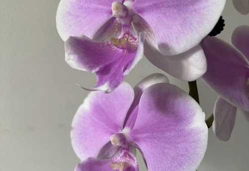 Орхидея фаленопсис Биг Лип 2 цветоноса