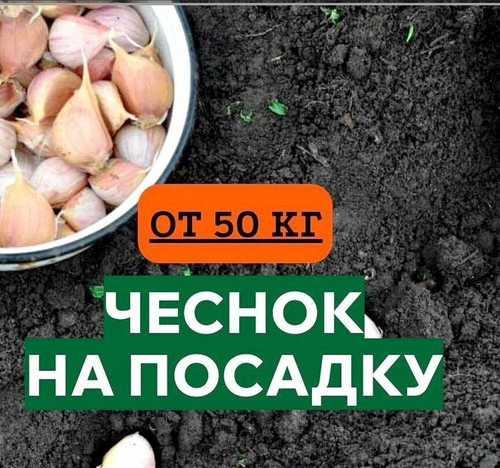 Чеснок оптом