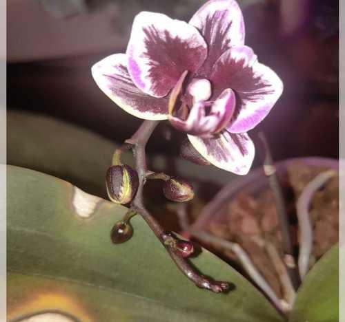 Phalenopsis Black angel variation