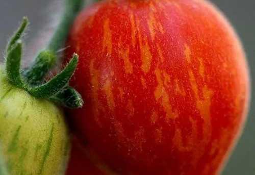 Ампельные сорта томатов