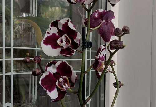Орхидея фаленопсис Black Magic