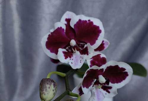 Цветущая орхидея I-Hsin Fantastic pearl