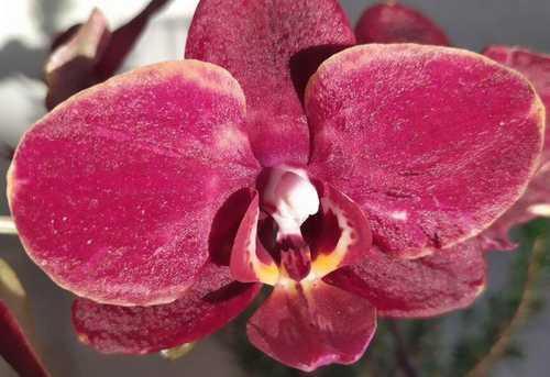 Орхидея фаленопсис Ола (Тунис)