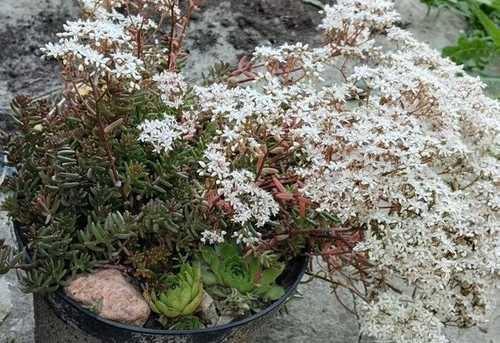 Седум (очиток) английский