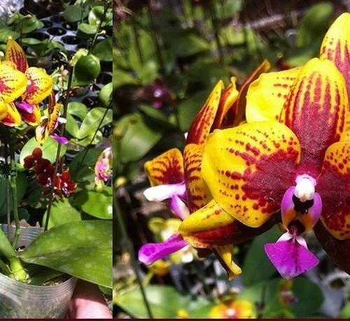 Орхидея фаленопсис подростки Азия нецветущие