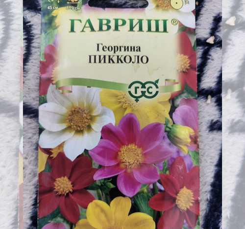 Низкорослые георгины