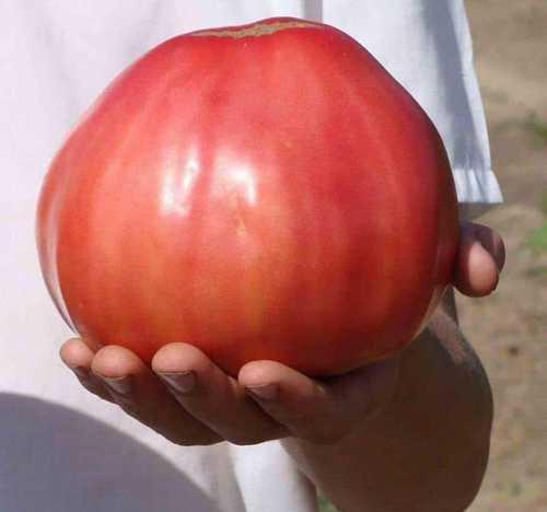 Семена сорта помидор " Бычье сердце " ого