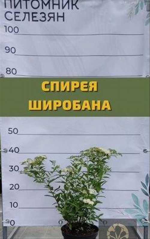 Саженцы из питомника