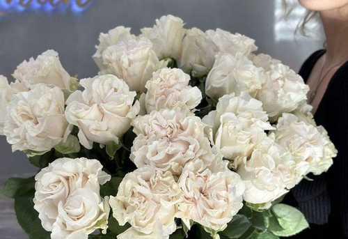 Роза белая пионовидная