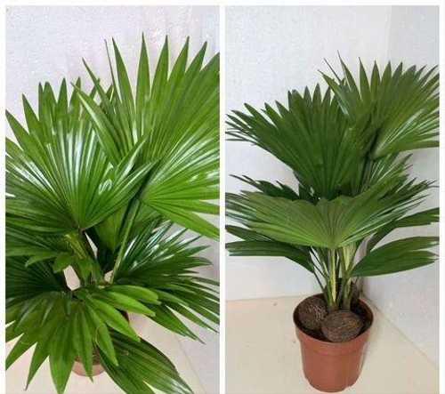 Пальма Ливистона 3 растения в горшке