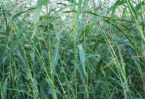 Семена суданской травы "Кинельская-100" рс1