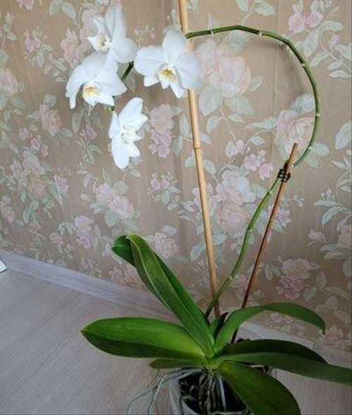 Орхидея белая цветущая фаленопсис
