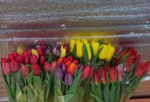 Тюльпаны на Ветлужанке из Сочи длина 50 см