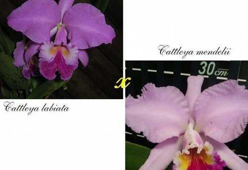 Орхидея каттлея Cattleya Gudrun Karthaus