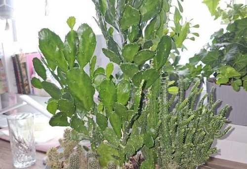 Комнатные растения Кактусы Опунция