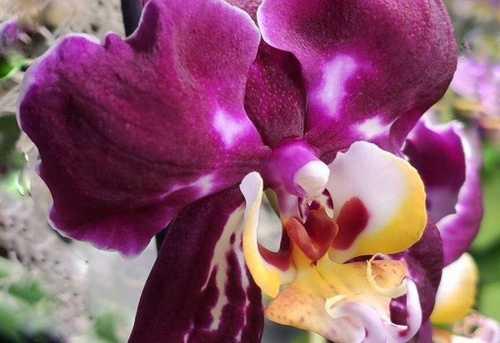 Орхидея фаленопсис Bernadette детка