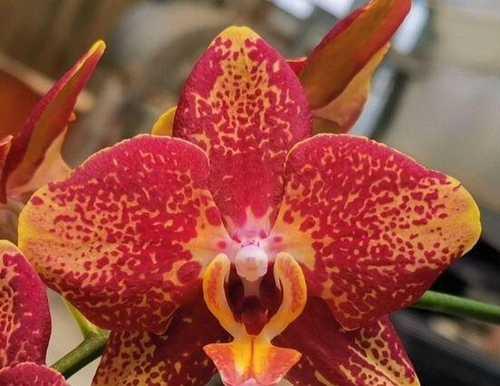 Орхидея Phal. PF-101