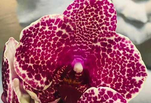 Орхидея фаленопсис Красный Сезам