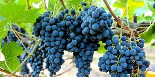 Виноград винный санджовезе саженцы