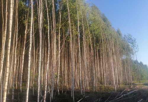 Лес на корню береза / бочки под угли