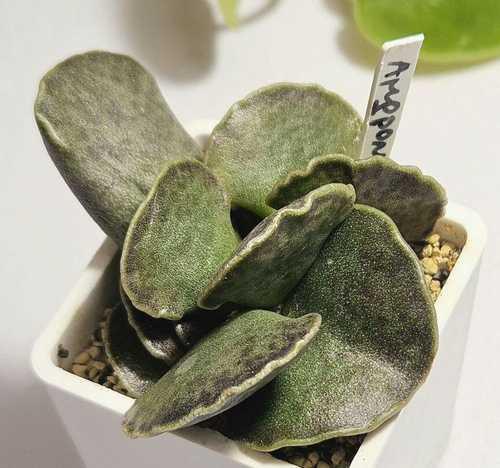 Суккулент - Adromischus cooperi/адромискус Купера