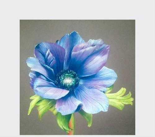 Картина цветок Анемона ветреница голубая Пастель