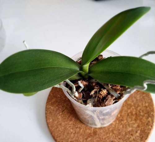 Орхидея фаленопсис мультифрола миди