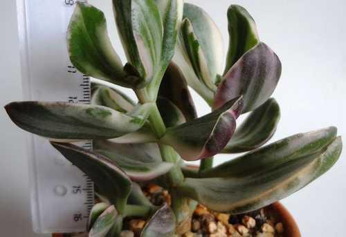 Crassula ovata 'Tricolor'