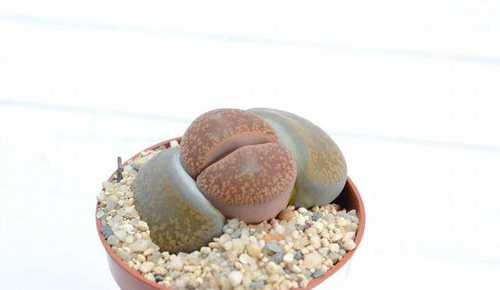 Lithops sp. (Литопс) (SCT29205)