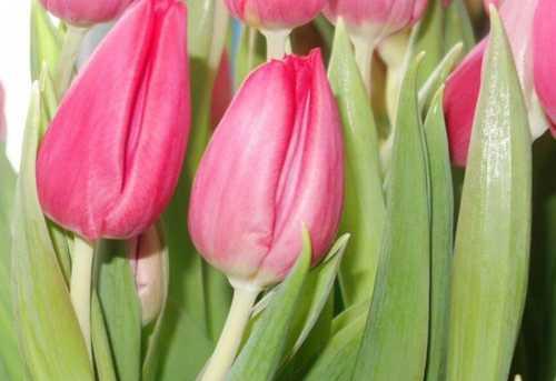 Тюльпаны к 8 марта оптом, розница, букеты