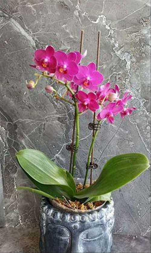 Орхидея фаленопсис ароматная Arabesque, Азия