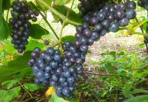 Виноград плодовый не укрывной Альфа, семена