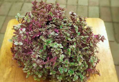 Каллизия ползучая (Callisia repens)