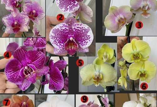 Орхидеи фаленопсис сортовые