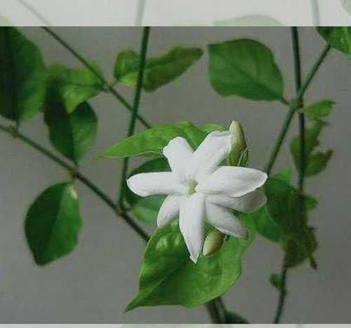 Домашний цветок жасмин,черенки