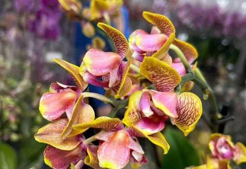 Орхидея фаленопсис сого лоуренс пелор