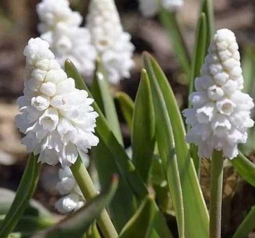 Луковицы мускари сорт альбум