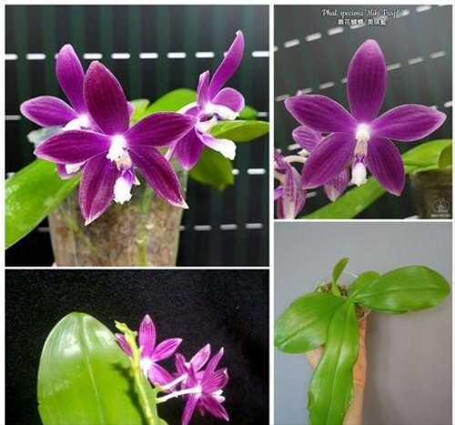 Орхидея фаленопсис подростки не цветут