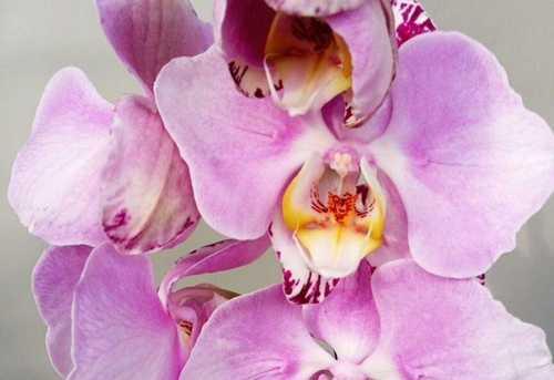 Орхидея фаленопсис бабочка Арт Нуво