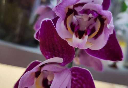 Орхидея пелорик. Цветущая