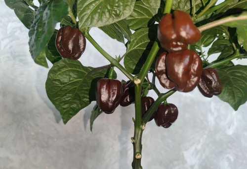 Перец острый хабанеро взрослое растение