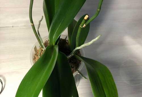 Орхидея Моушен (Phal.Mountion) и OX Honey