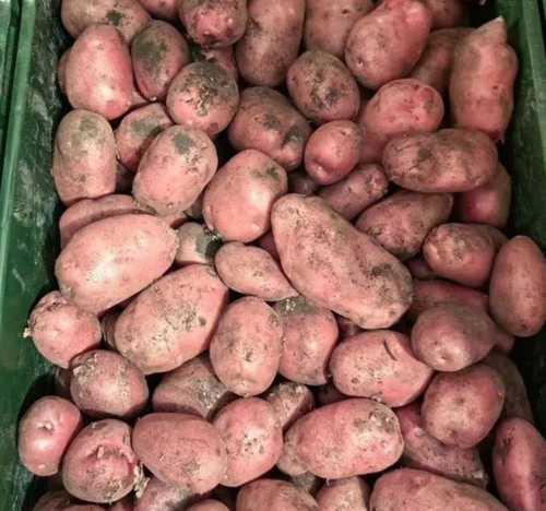 Продам картофель с доставкой