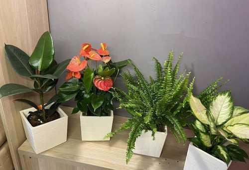 Набор комнатных растений в горшках
