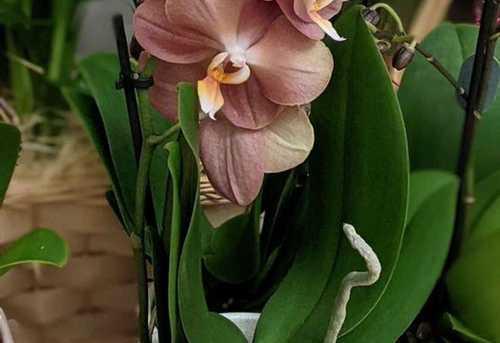 Орхидея мультифлора Монако