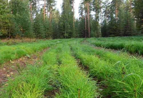 Сосна с окс и зкс сеянцы Ель Лиственница